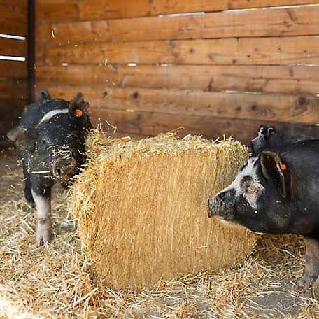 Standlee Premium Western Forage Certified Straw Compressed Bale ...