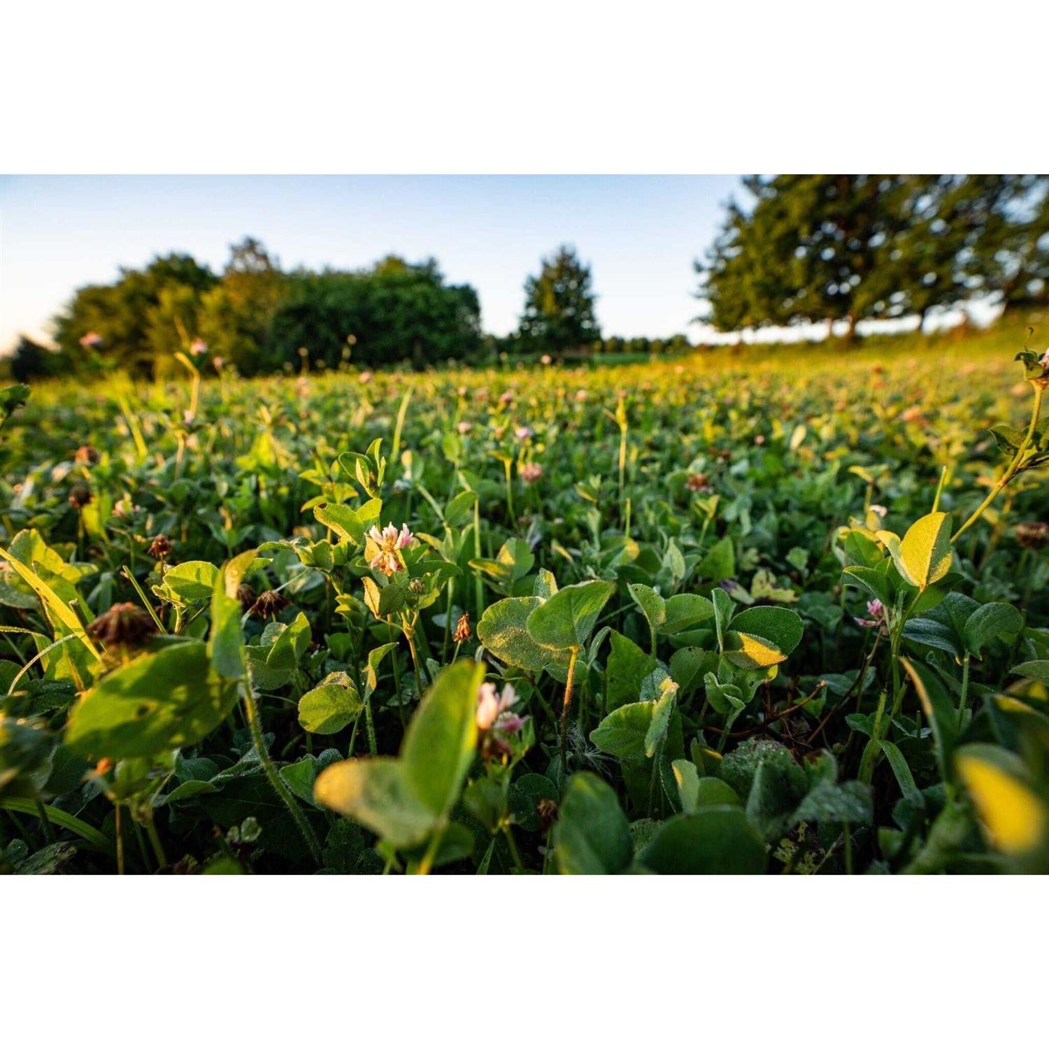 Domain Outdoor Comeback Kid Food Plot Mix - Sports Supplies Online Store