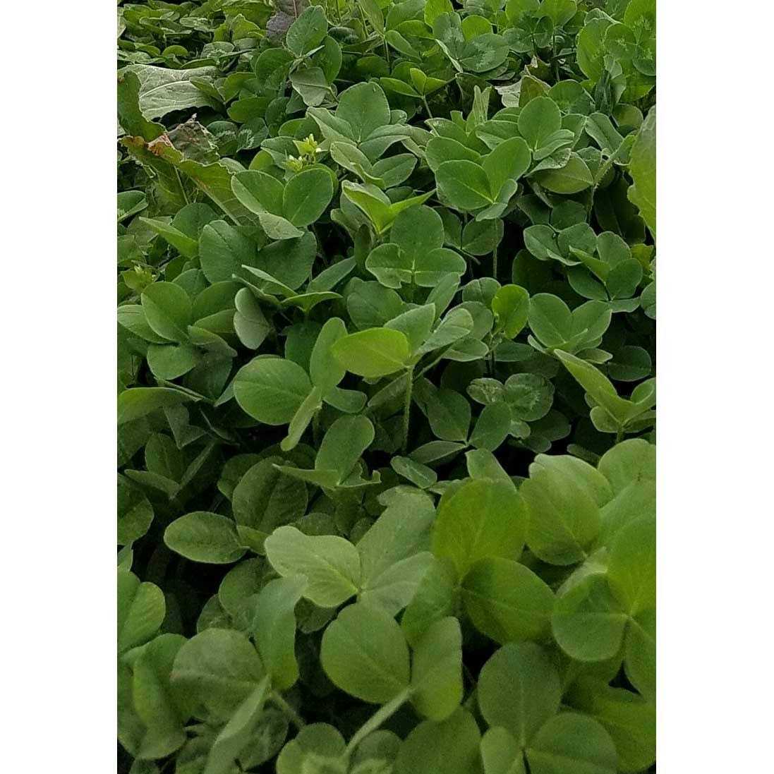 Domain Outdoor Comeback Kid Food Plot Mix - Sports Supplies Online Store