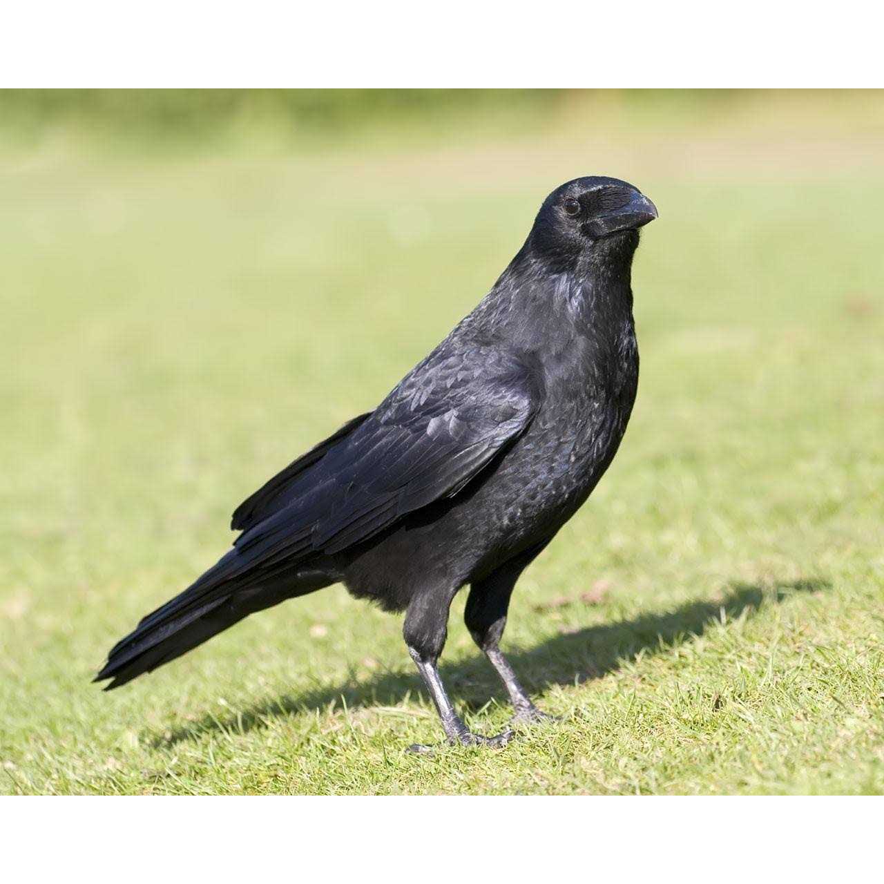 Crow Call Primos - Sports Supplies Online Store