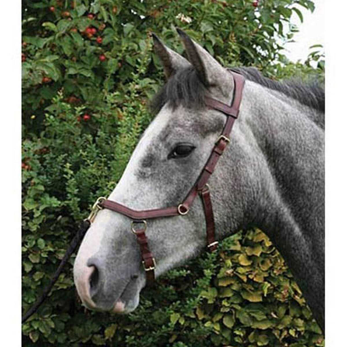Rambo Micklem Multibridle - Sports Supplies Online Store
