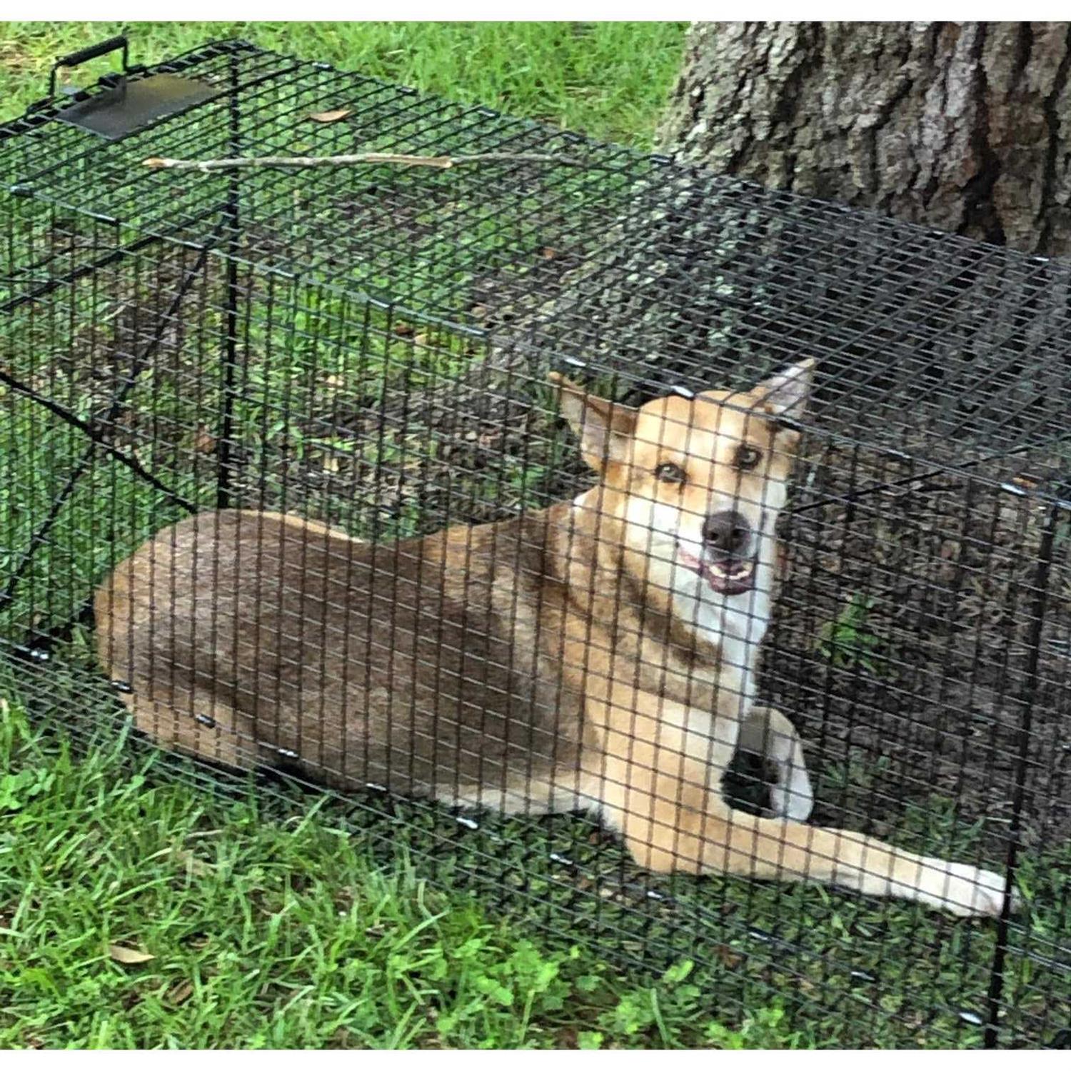 Humane Way Folding 50 Inch Live Humane Animal Trap Safe Traps for All ...