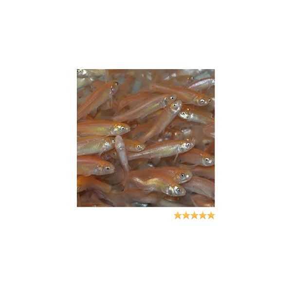 Pink Fathead Minnows - Sports Supplies Online Store