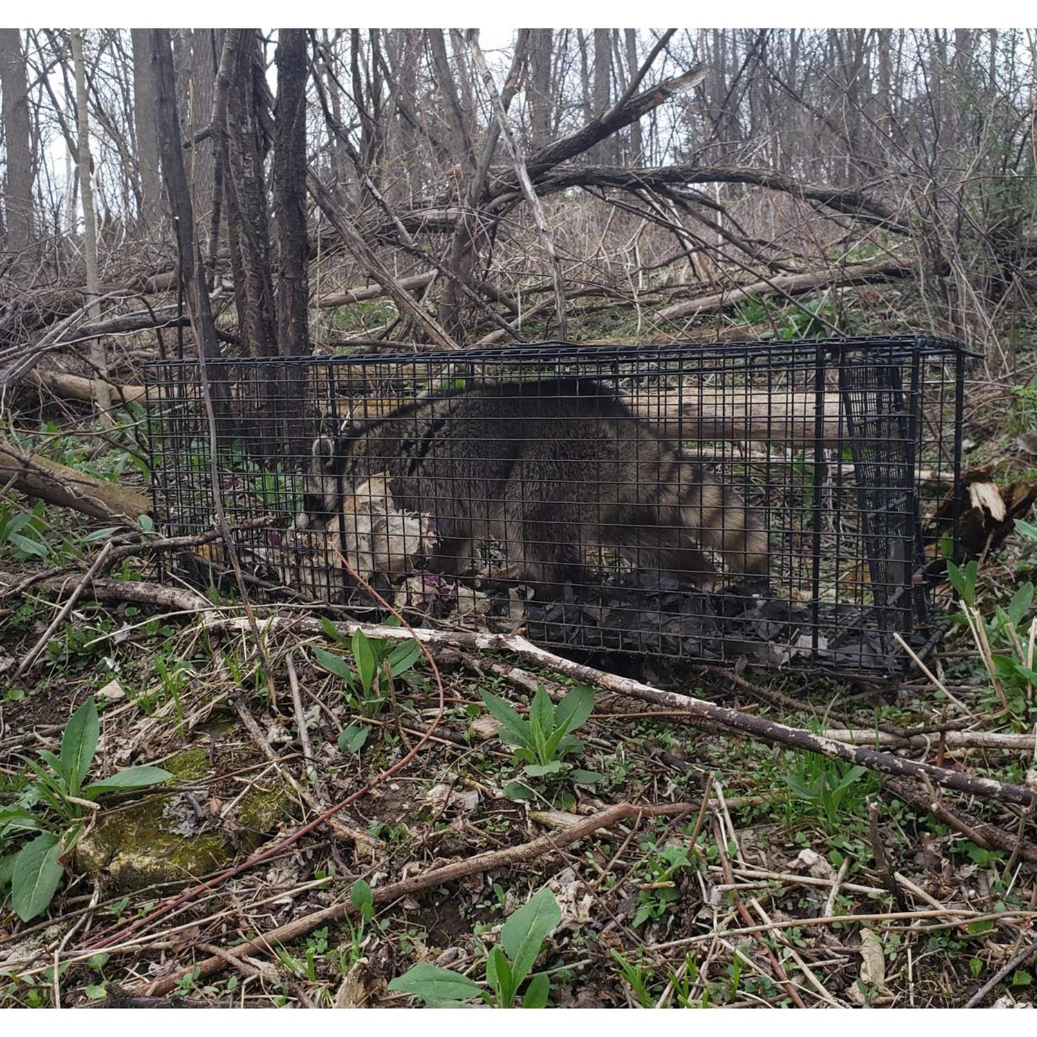 Humaneway Humane Way Folding Live Humane Animal Trap - Sports Supplies ...