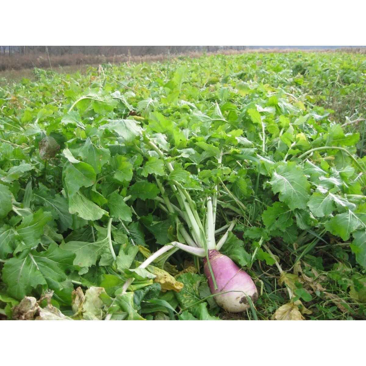 Deer & Turkey Food Plot Seed — Ultra Forage 2.25 lb - Sports Supplies ...