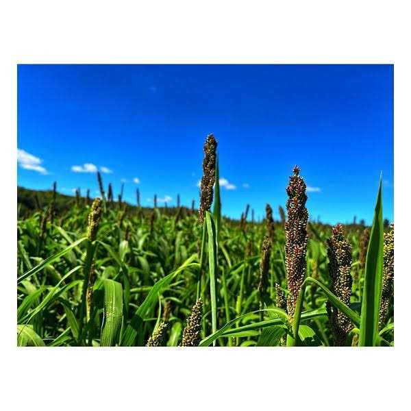 Domain Outdoor Dirty Bird Food Plot Mix - Sports Supplies Online Store